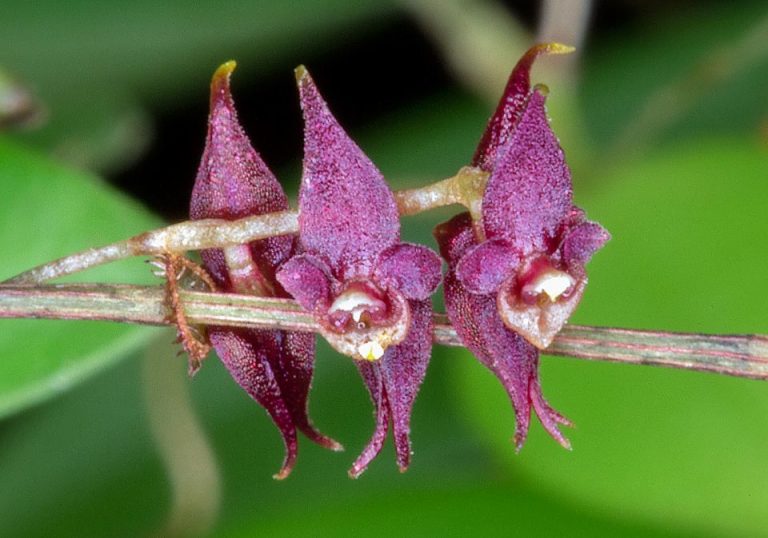 Lepanthopsis prolifera - Monaco Nature Encyclopedia