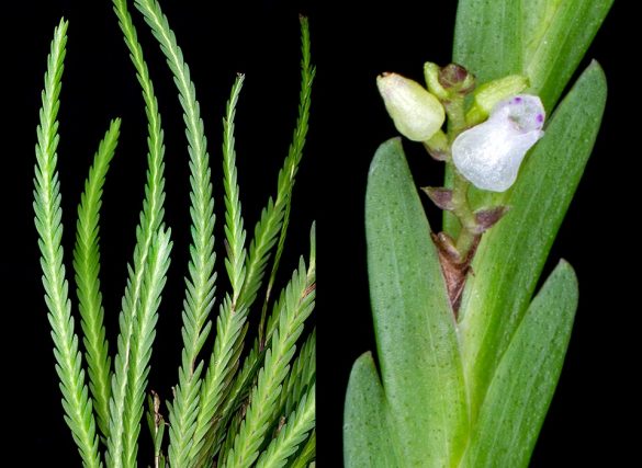 Podochilus scalpelliformis - Monaco Nature Encyclopedia