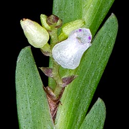 Podochilus scalpelliformis - Monaco Nature Encyclopedia