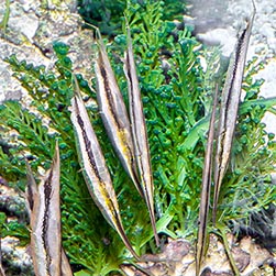 Aeoliscus strigatus - Monaco Nature Encyclopedia