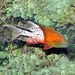 Bodianus anthioides - Monaco Nature Encyclopedia