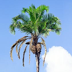 Syagrus botryophora - Monaco Nature Encyclopedia