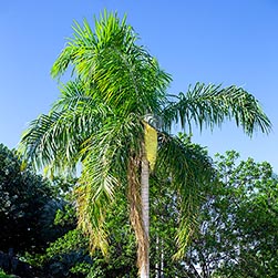 Syagrus vermicularis - Monaco Nature Encyclopedia