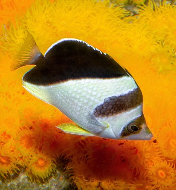 Chaetodon burgessi - Monaco Nature Encyclopedia