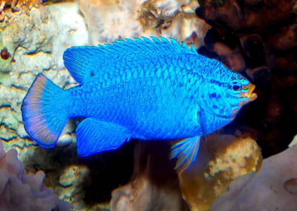 Chrysiptera cyanea - Monaco Nature Encyclopedia