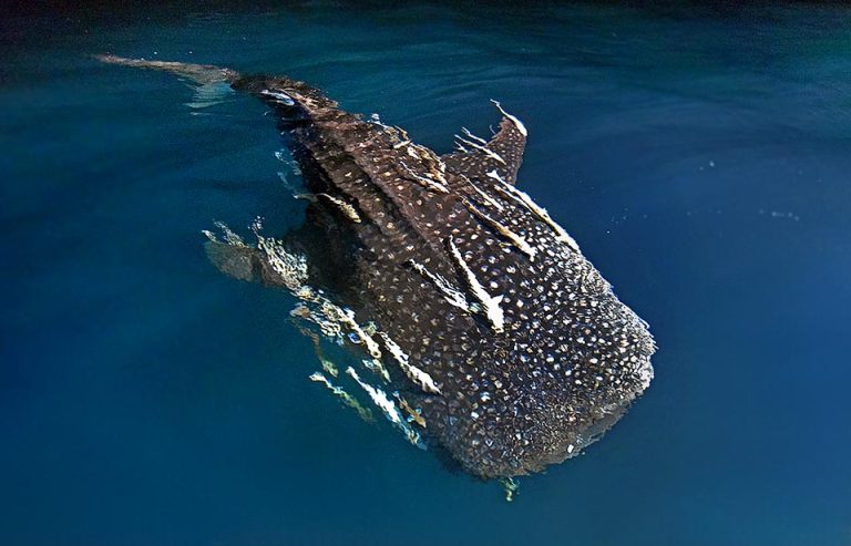 Rhincodon typus - Monaco Nature Encyclopedia