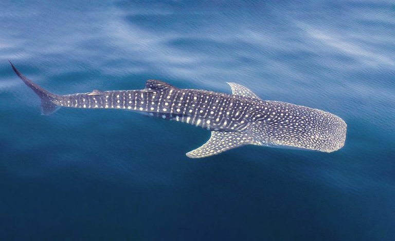 Rhincodon typus - Monaco Nature Encyclopedia