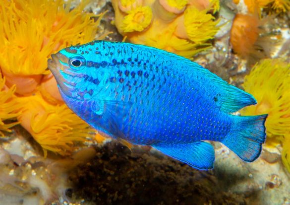 Chrysiptera cyanea - Monaco Nature Encyclopedia