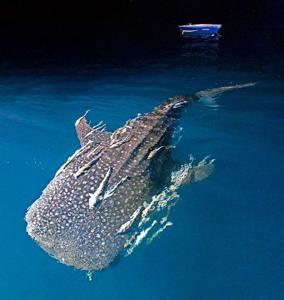Rhincodon typus - Monaco Nature Encyclopedia