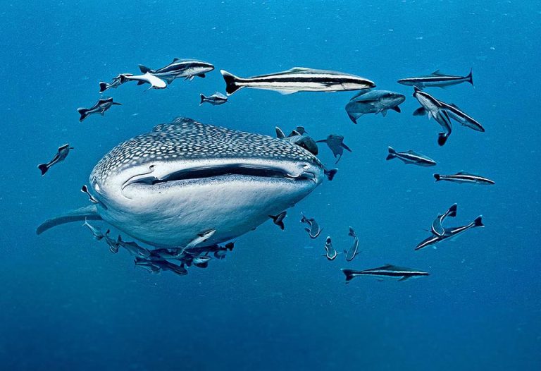 Rhincodon typus - Monaco Nature Encyclopedia