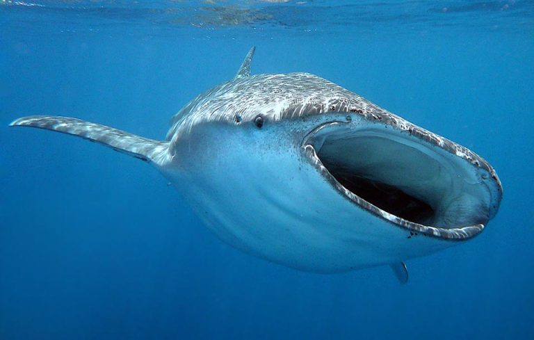 Rhincodon typus - Monaco Nature Encyclopedia