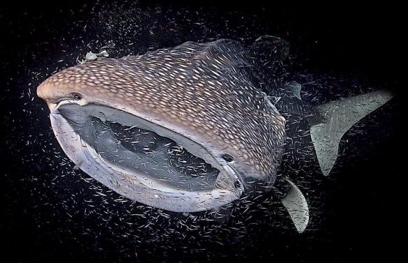 Rhincodon typus - Monaco Nature Encyclopedia