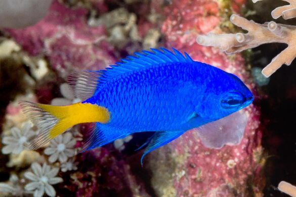 Chrysiptera parasema - Monaco Nature Encyclopedia