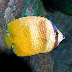 Chaetodon kleinii - Monaco Nature Encyclopedia