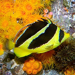 Chaetodon mitratus - Monaco Nature Encyclopedia
