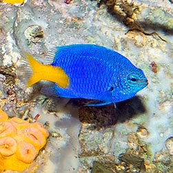 Chrysiptera parasema - Monaco Nature Encyclopedia