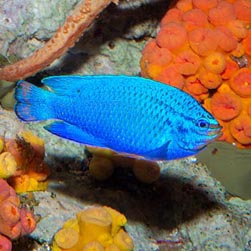 Chrysiptera cyanea - Monaco Nature Encyclopedia