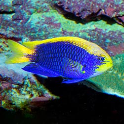 Chrysiptera starcki - Monaco Nature Encyclopedia