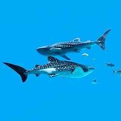 Rhincodon typus - Monaco Nature Encyclopedia