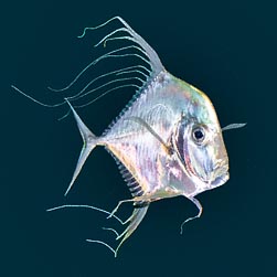 Alectis indica - Monaco Nature Encyclopedia