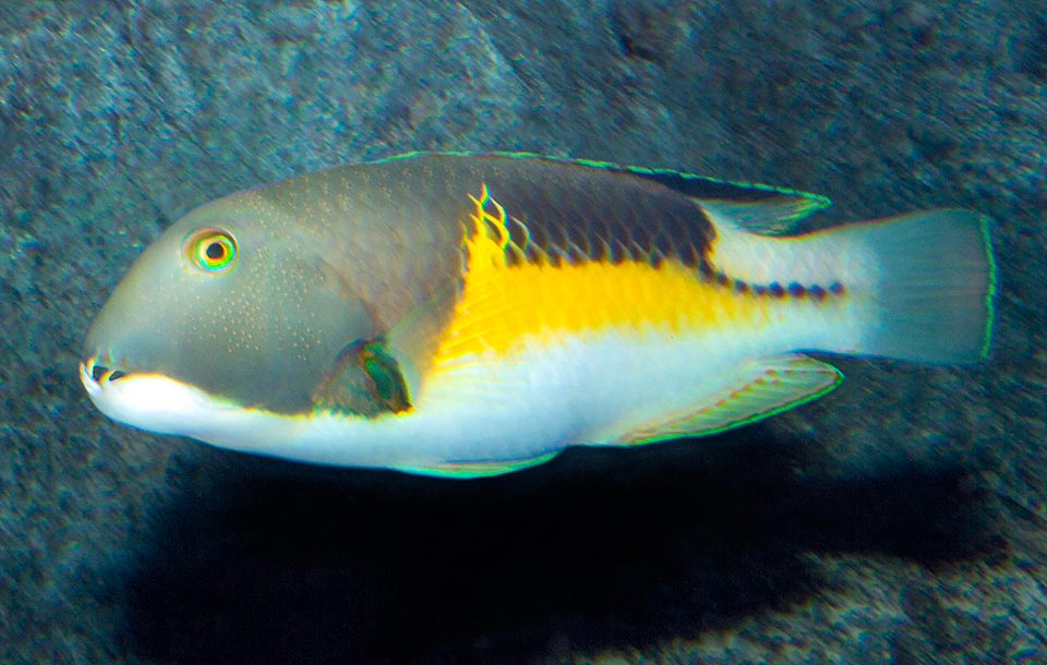 Choerodon anchorago - Monaco Nature Encyclopedia