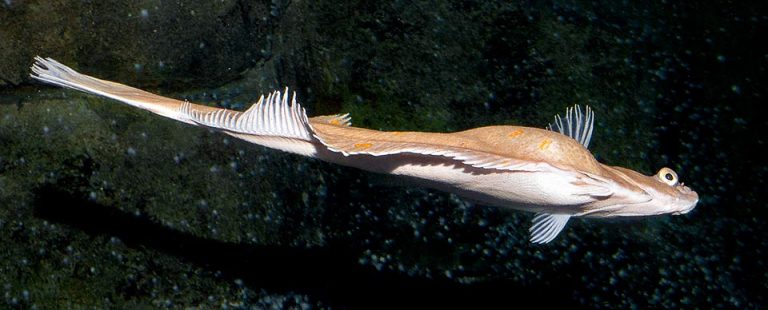 Pleuronectes platessa - Monaco Nature Encyclopedia