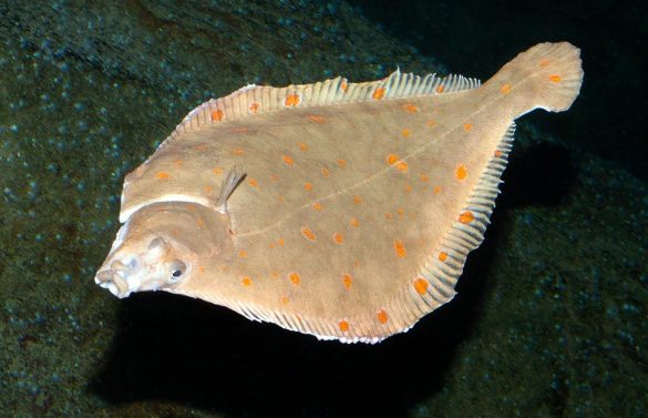 Pleuronectes platessa - Monaco Nature Encyclopedia