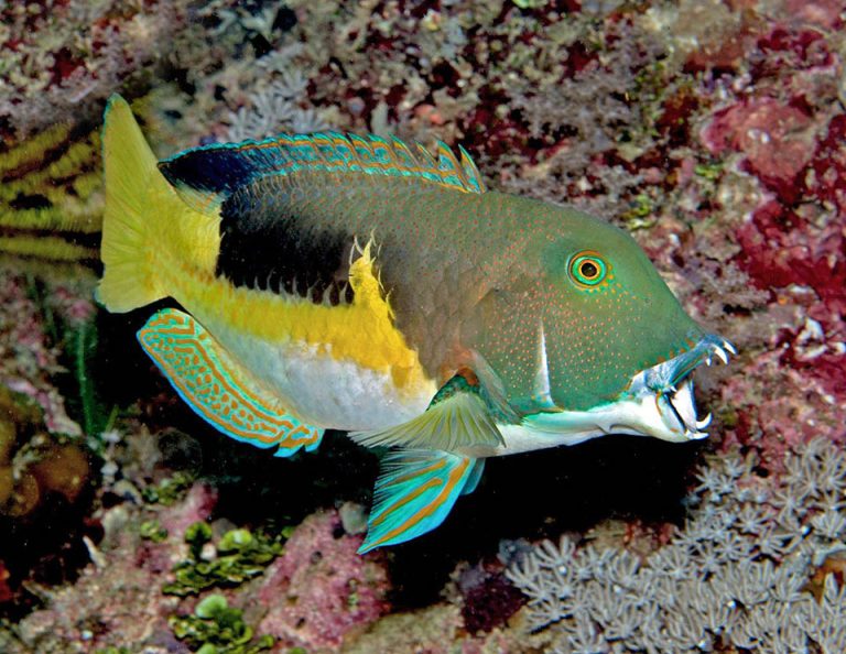 Choerodon anchorago - Monaco Nature Encyclopedia