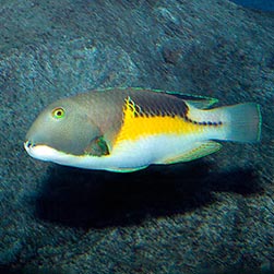 Choerodon anchorago - Monaco Nature Encyclopedia