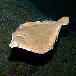 Pleuronectes platessa - Monaco Nature Encyclopedia