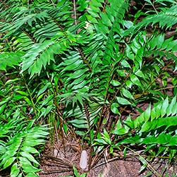 Zamia vazquezii - Monaco Nature Encyclopedia