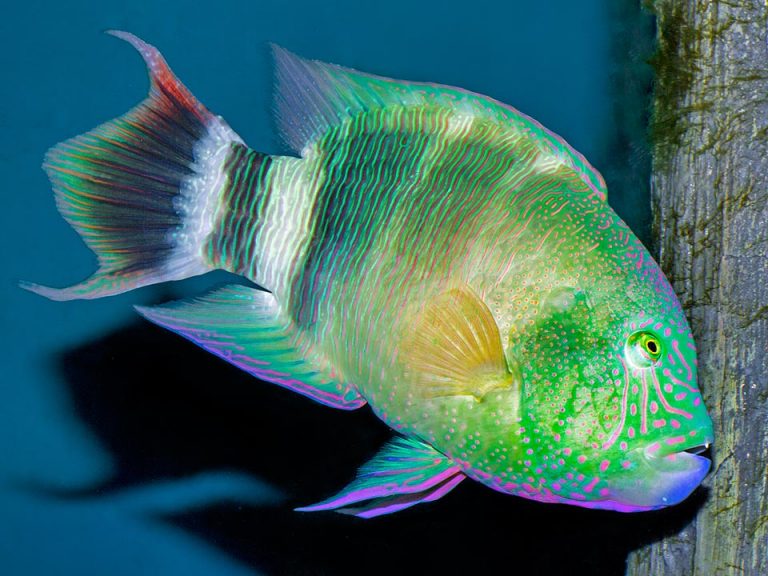 Cheilinus trilobatus - Monaco Nature Encyclopedia