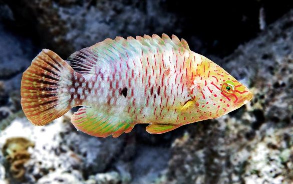 Cheilinus trilobatus - Monaco Nature Encyclopedia