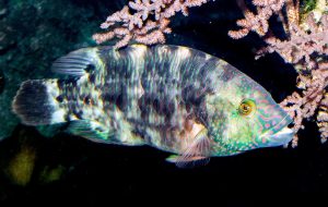 Cheilinus trilobatus - Monaco Nature Encyclopedia