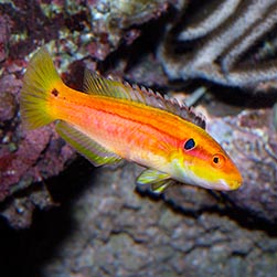 Bodianus bimaculatus - Monaco Nature Encyclopedia