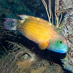 Cheilinus chlorourus - Monaco Nature Encyclopedia