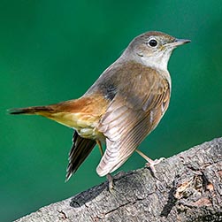 Luscinia megarhynchos - Monaco Nature Encyclopedia