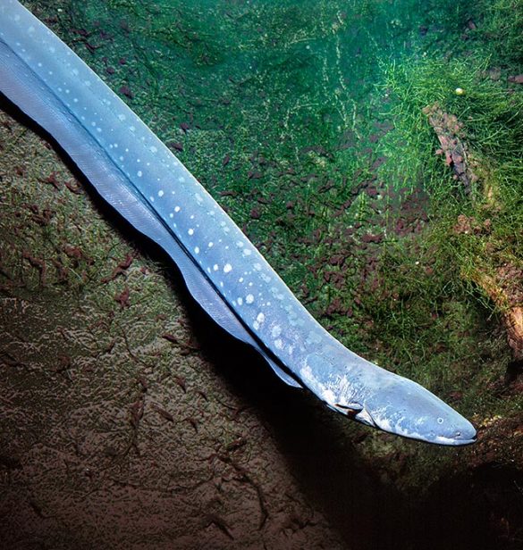 Electrophorus electricus - Monaco Nature Encyclopedia