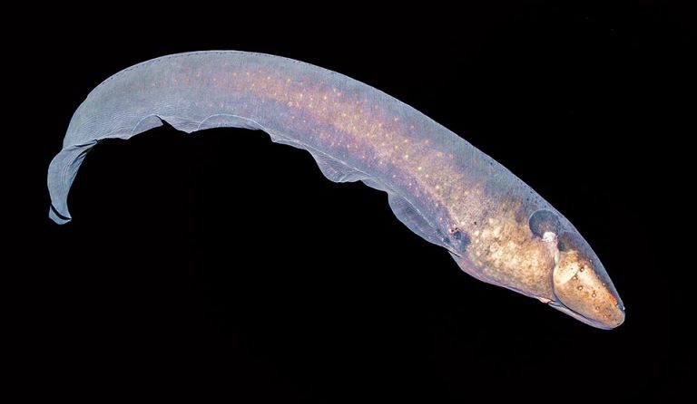 Electrophorus electricus - Monaco Nature Encyclopedia