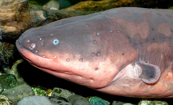Electrophorus electricus - Monaco Nature Encyclopedia