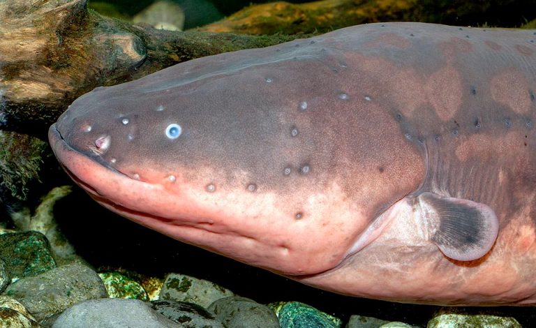 Electrophorus electricus - Monaco Nature Encyclopedia