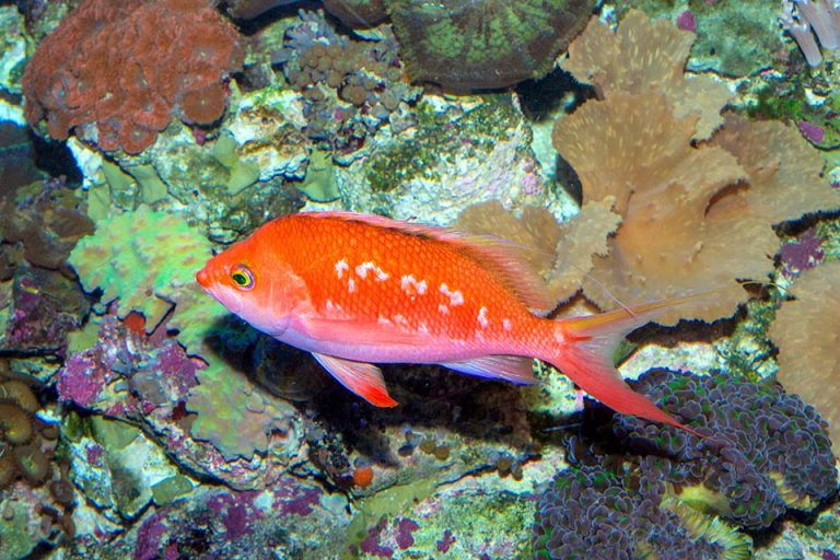 Sacura margaritacea - Monaco Nature Encyclopedia