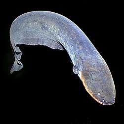 Electrophorus electricus - Monaco Nature Encyclopedia