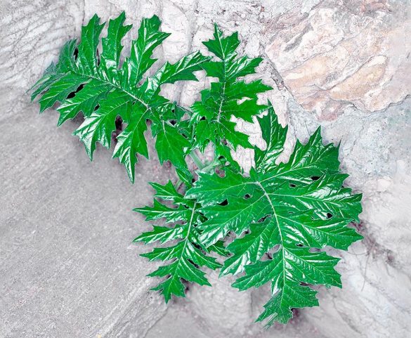 Acanthus mollis - Monaco Nature Encyclopedia