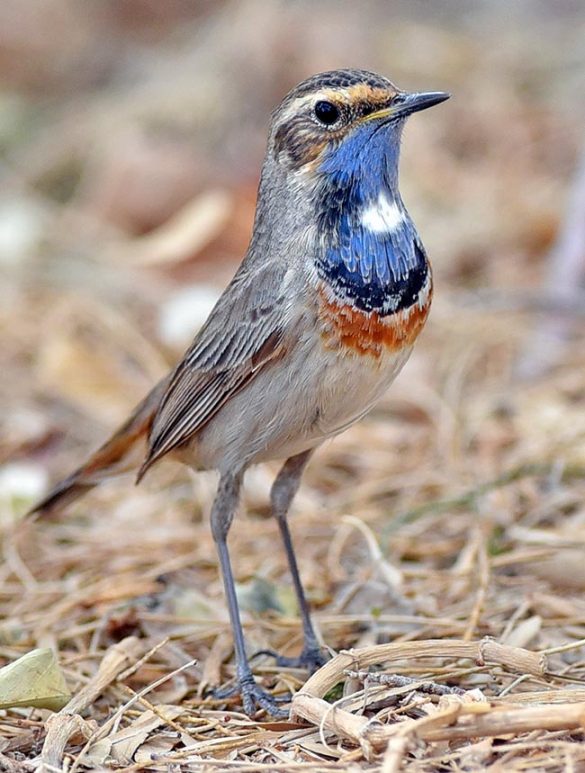 Luscinia svecica - Monaco Nature Encyclopedia