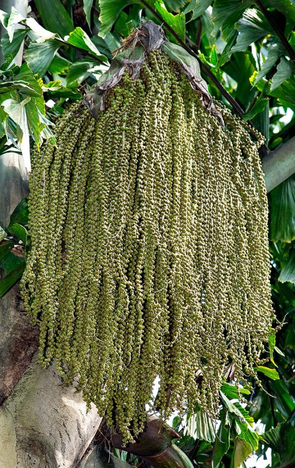 Caryota no - Monaco Nature Encyclopedia