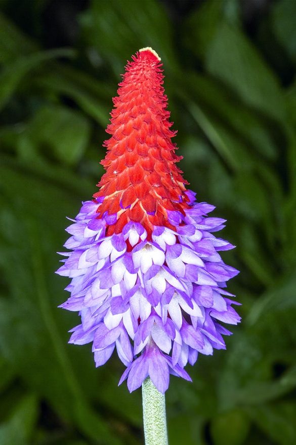 Primula vialii - Monaco Nature Encyclopedia