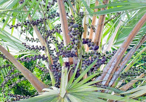 Latania lontaroides - Monaco Nature Encyclopedia