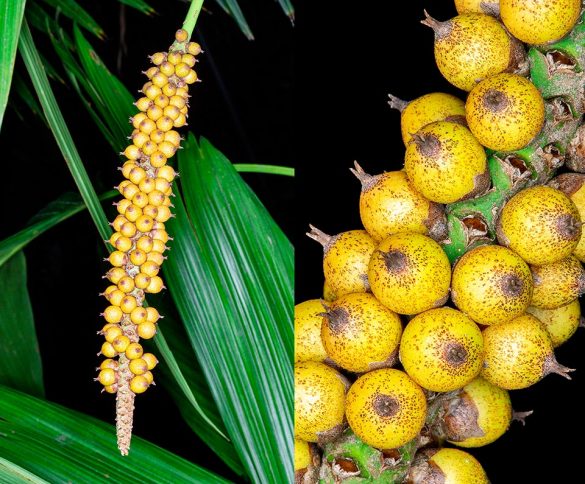 Calyptrocalyx elegans - Monaco Nature Encyclopedia