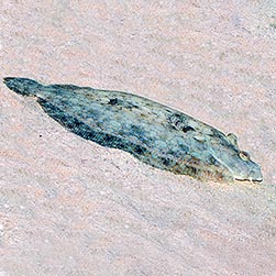 Bothus mancus - Monaco Nature Encyclopedia